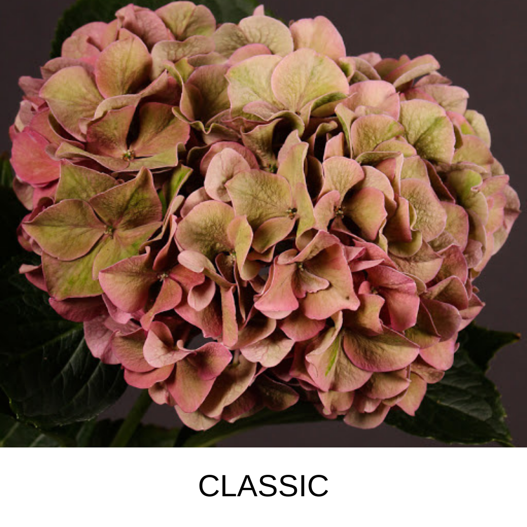Hydrangea - Triangle Nursery Academy