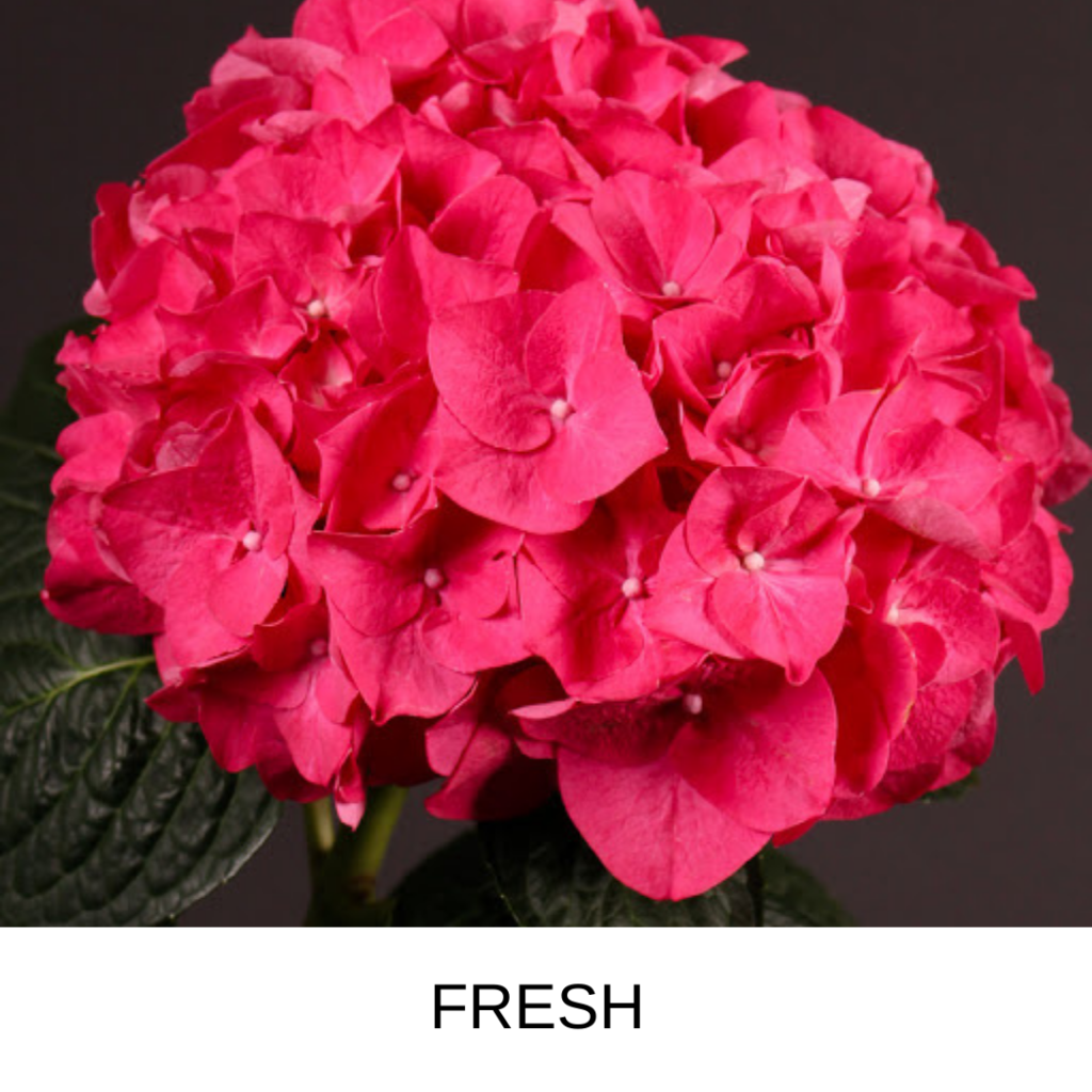 Hydrangea - Triangle Nursery Academy